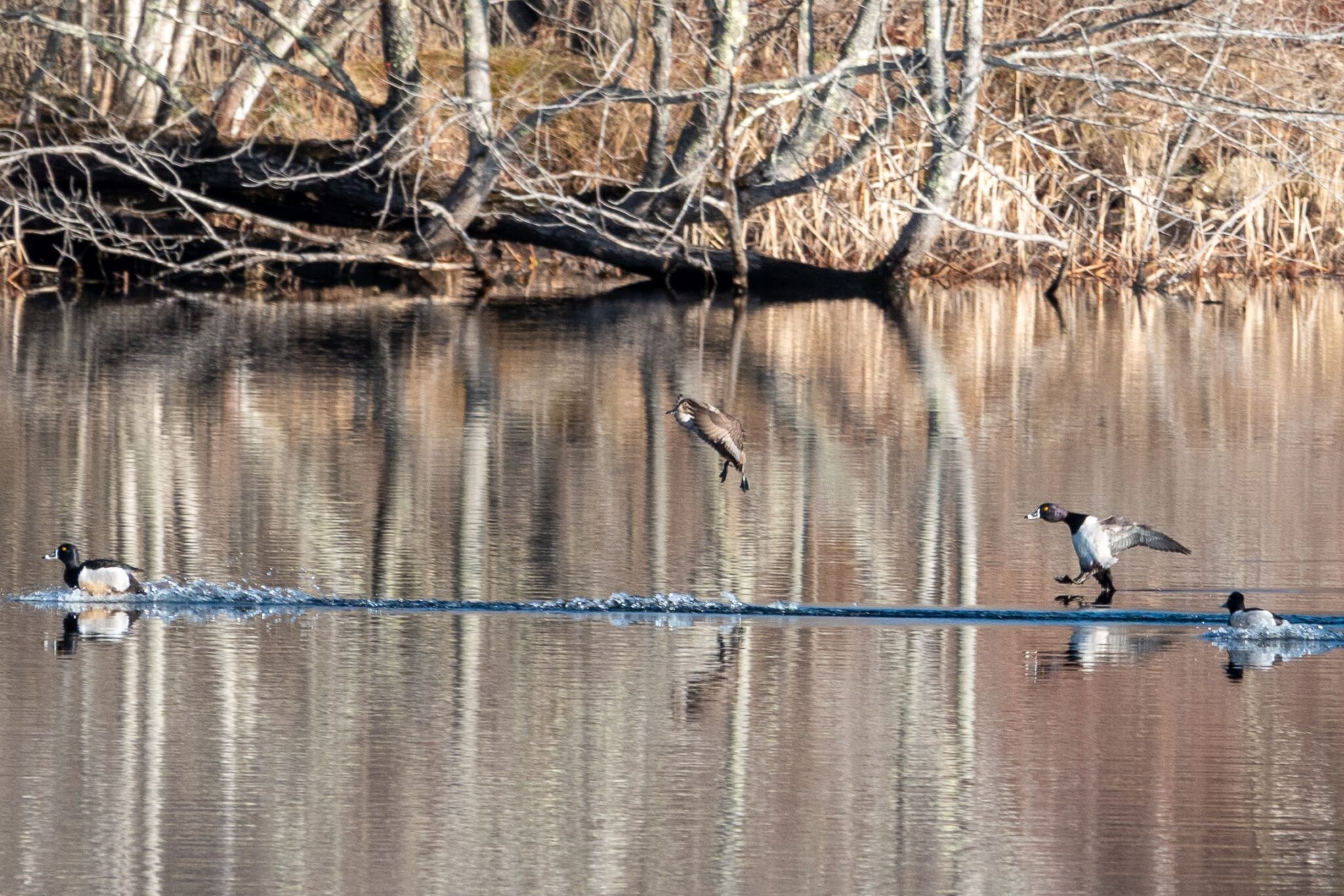 Taylor Pond Association | Committed to maintaining the water quality of ...
